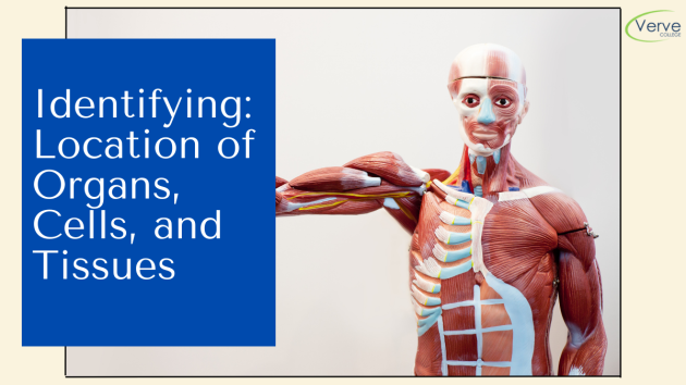 Anatomy and Physiology Classes: Organs, Cells, & Tissues Location