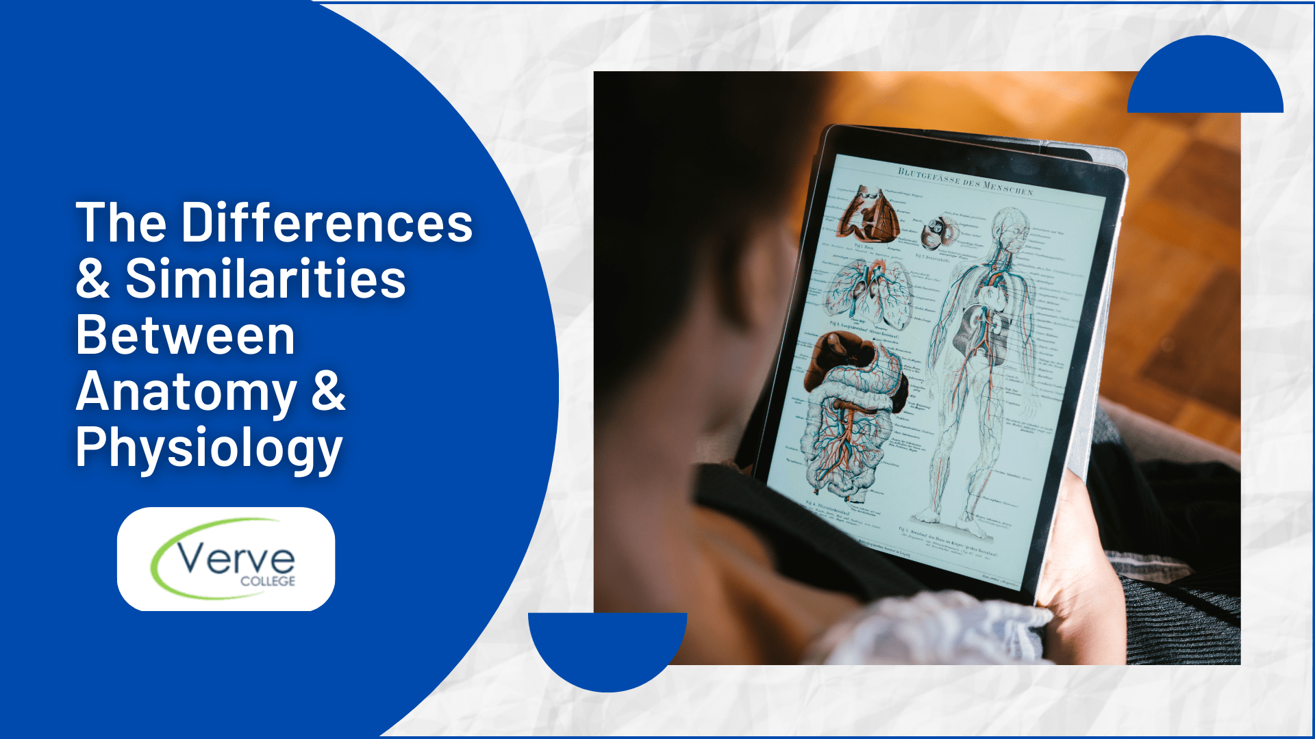Anatomy And Physiology In A P Class Differences And Similarities Anatomy And Physiology In A P Class Differences And Similarities