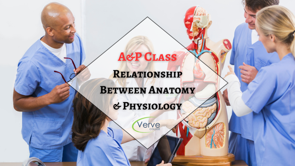 Relationship Between Anatomy Physiology In A P Class Relationship Between Anatomy Physiology In A P Class