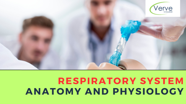 Quick Guide About: Respiratory System Anatomy and Physiology