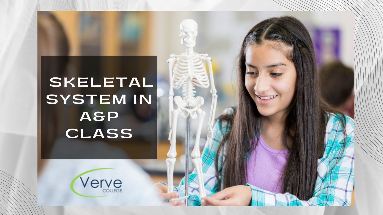 Skeletal System in A&P Class - A Quick Guide