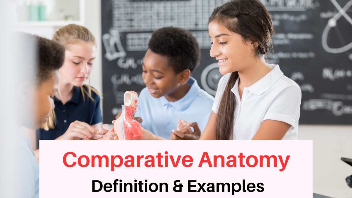 Comparative Anatomy Its Example To Understand Better Comparative Anatomy Its Example To Understand Better