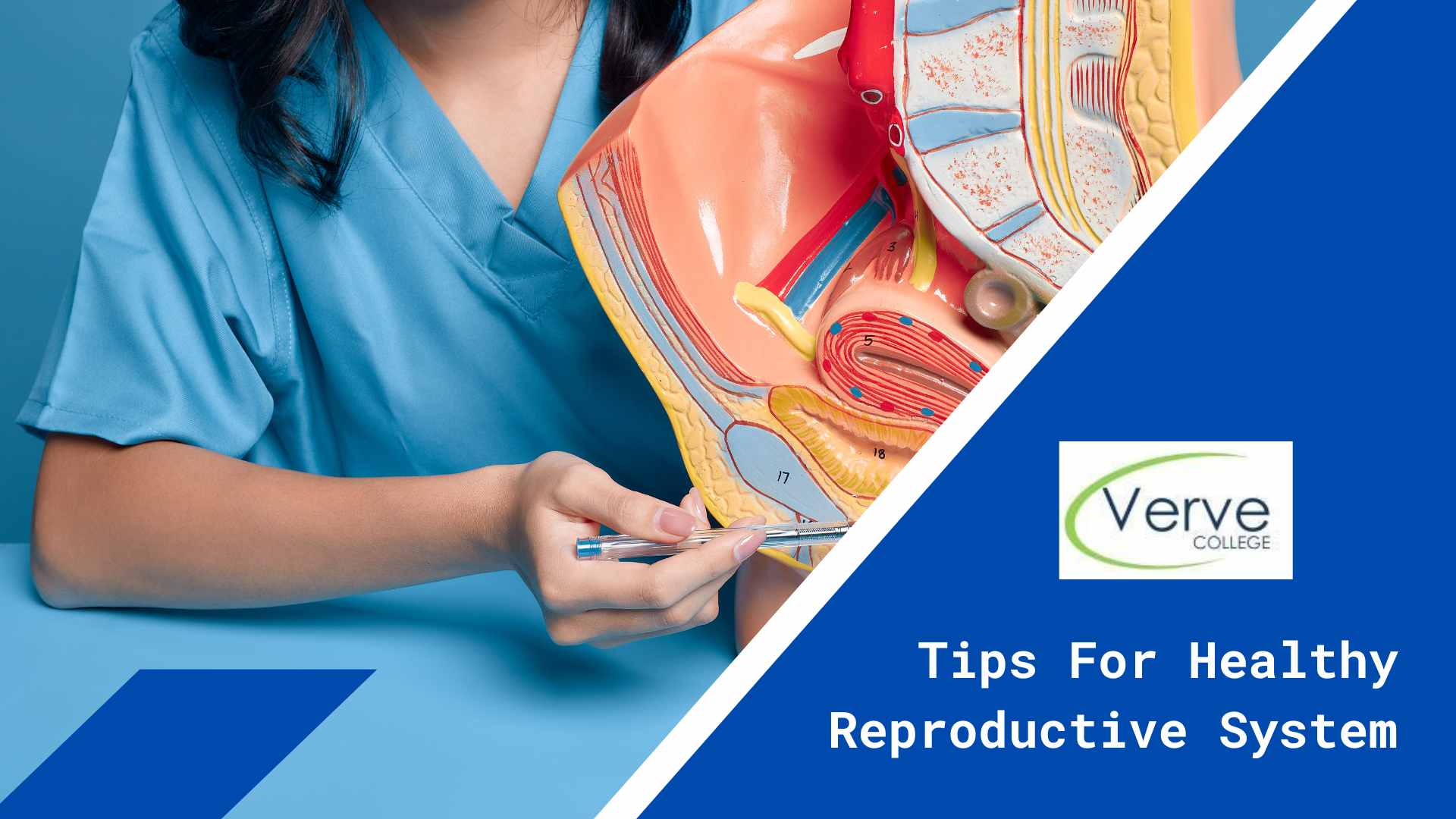 Why Learning Anatomy and Physiology is Necessary For LPNs?